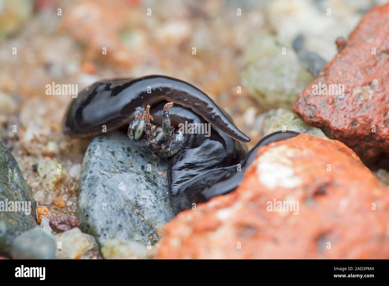 Flatworm with prey. New Guinea flatworm (Platydemus manokwari) wrapped ...