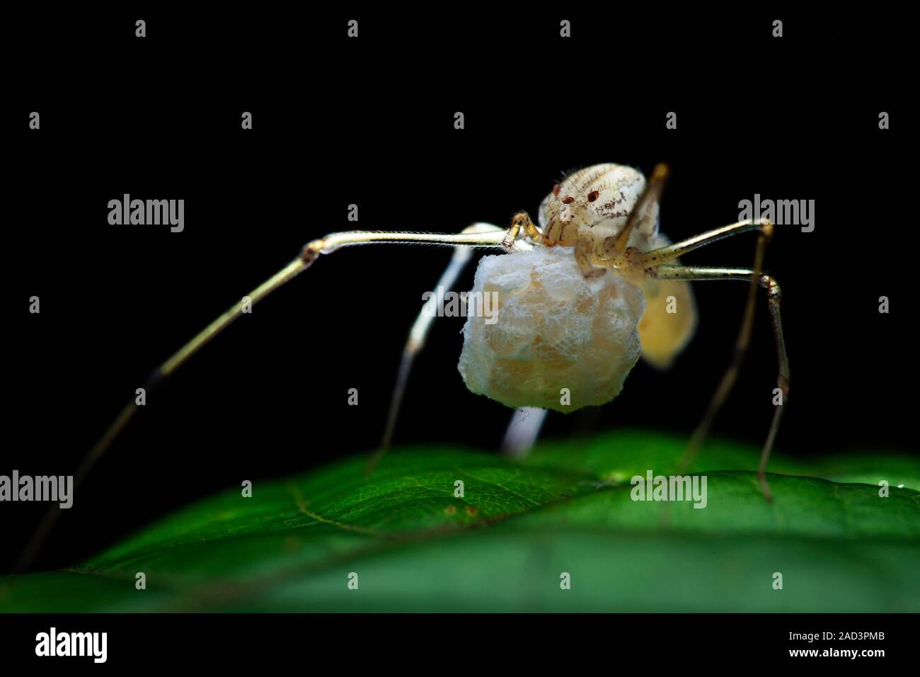 Spitting spider with eggs. Spitting spider (family Scytodidae) carrying ...