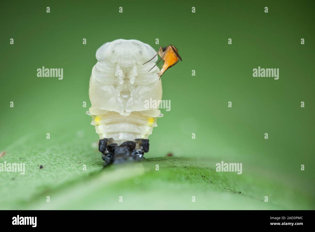 Ladybird larva and parasitic phorid fly. Phorid fly (family Phoridae ...