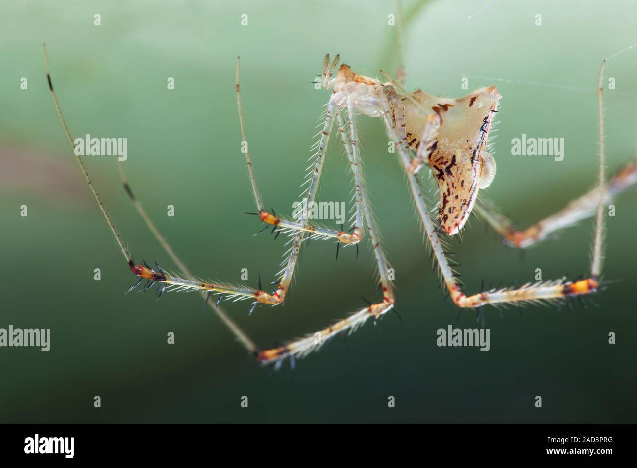 Parasite on comb-footed spider (Chrysso sp.). Parasitic insect larva (small, white, right) on ...
