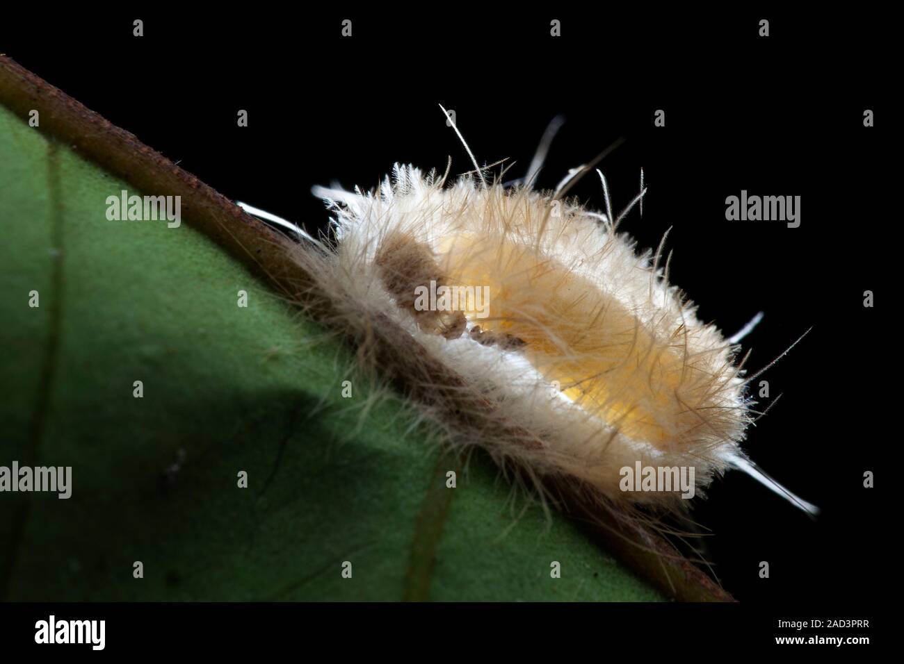 Parasitic wasp on cocoon. Cocoon (white, fluffy) of a pupating insect ...
