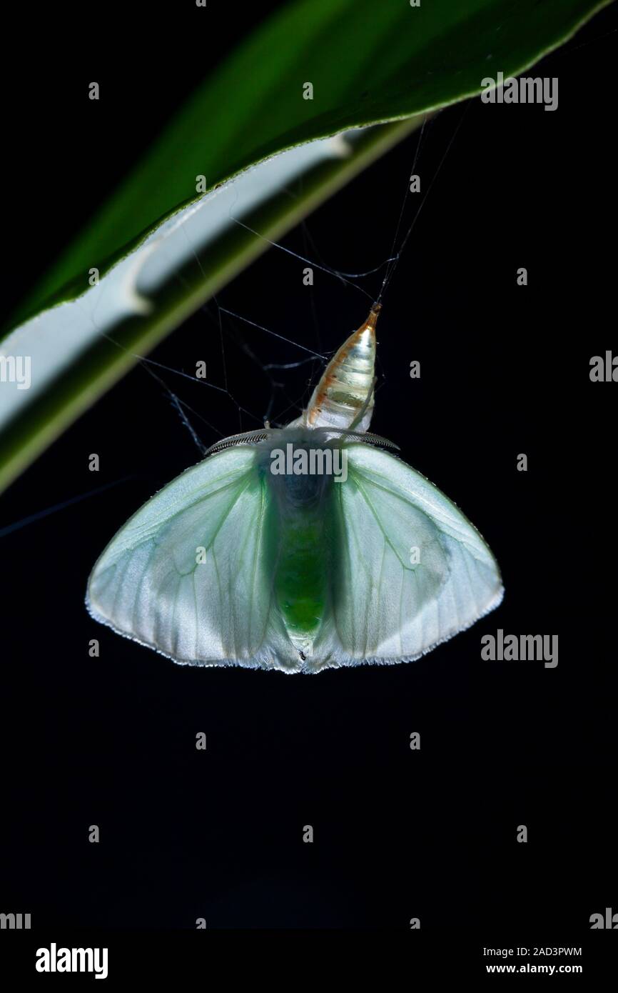 Emerging adult moth. Adult moth hatching from its cocoon Stock Photo ...