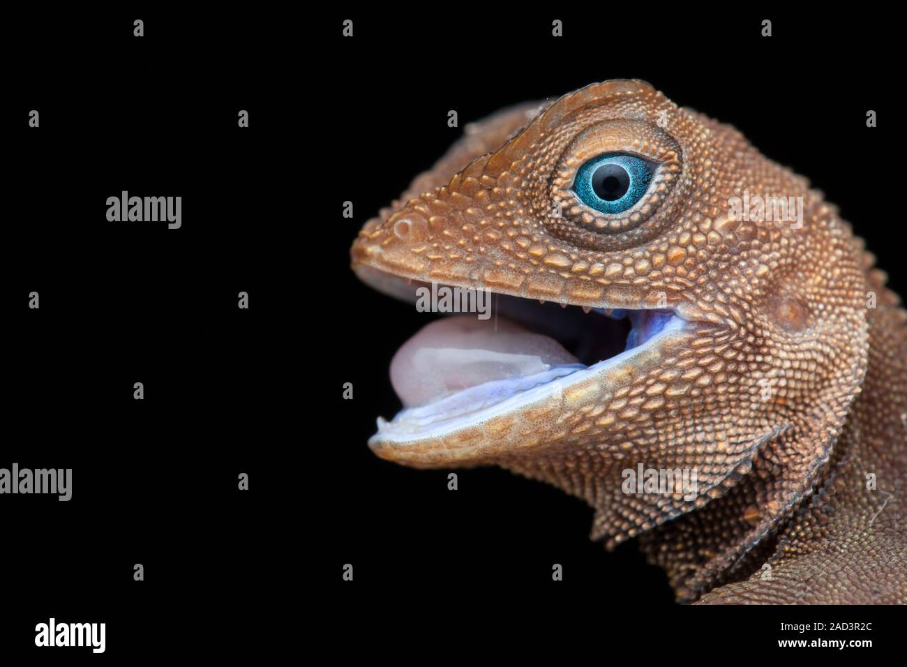 Earless Agamid Lizard (Aphaniotis fusca). This species of lizard is ...