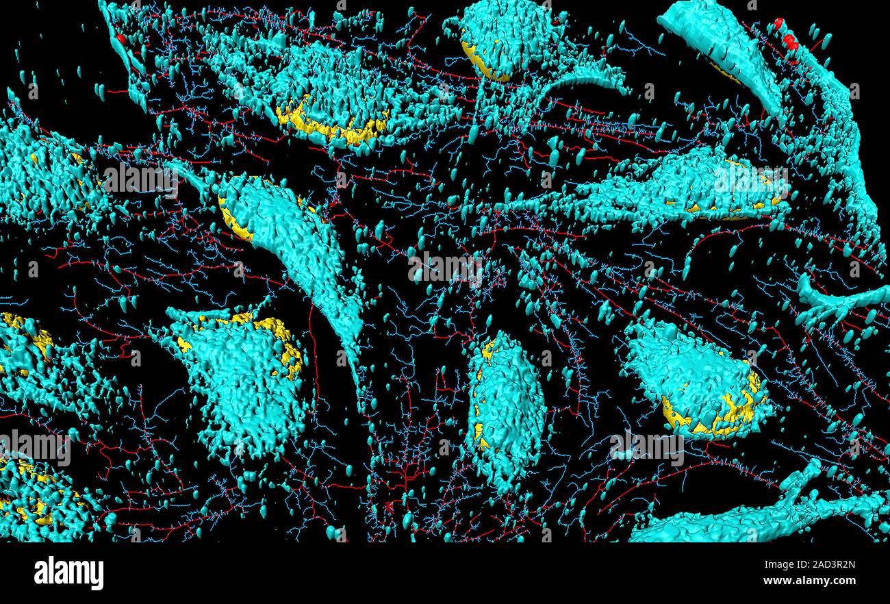 HeLa cells. Light micrograph of nuclei, microfilaments and membrane ...