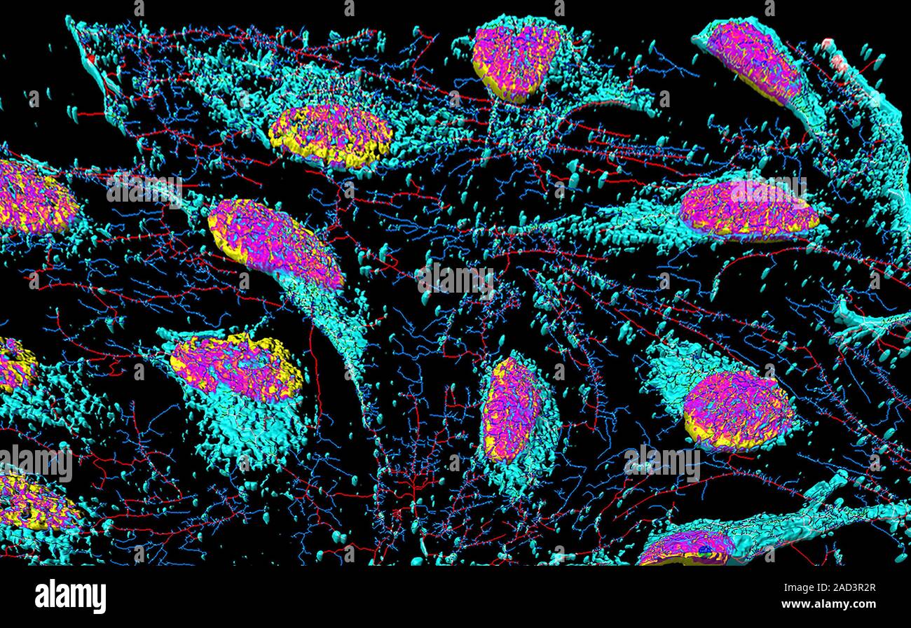 HeLa cells. Light micrograph of nuclei, microfilaments and membrane ...
