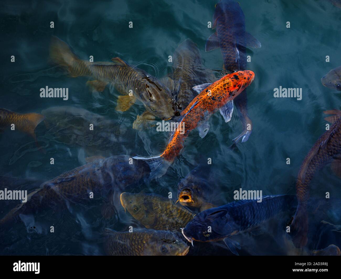 Shanghai 4k hi-res stock photography and images - Alamy