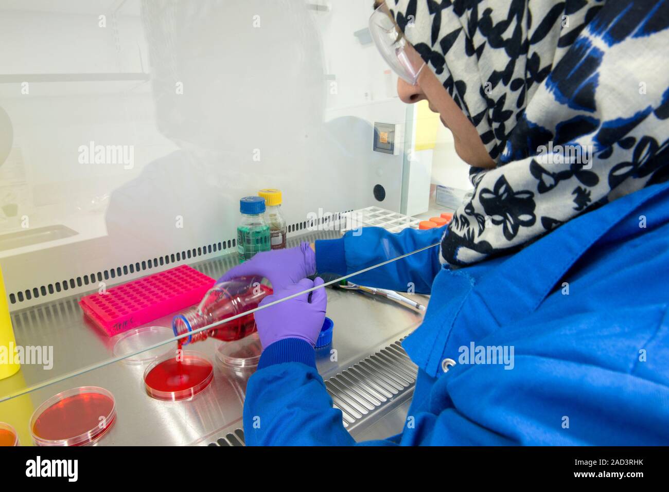 Agar plate preparation. Young scientist pouring liquid agar growth ...