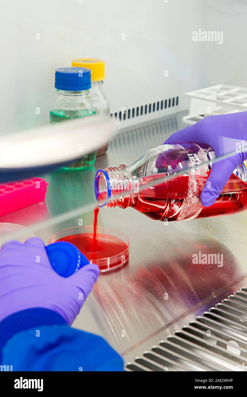 Agar plate preparation. Young scientist pouring liquid agar growth ...