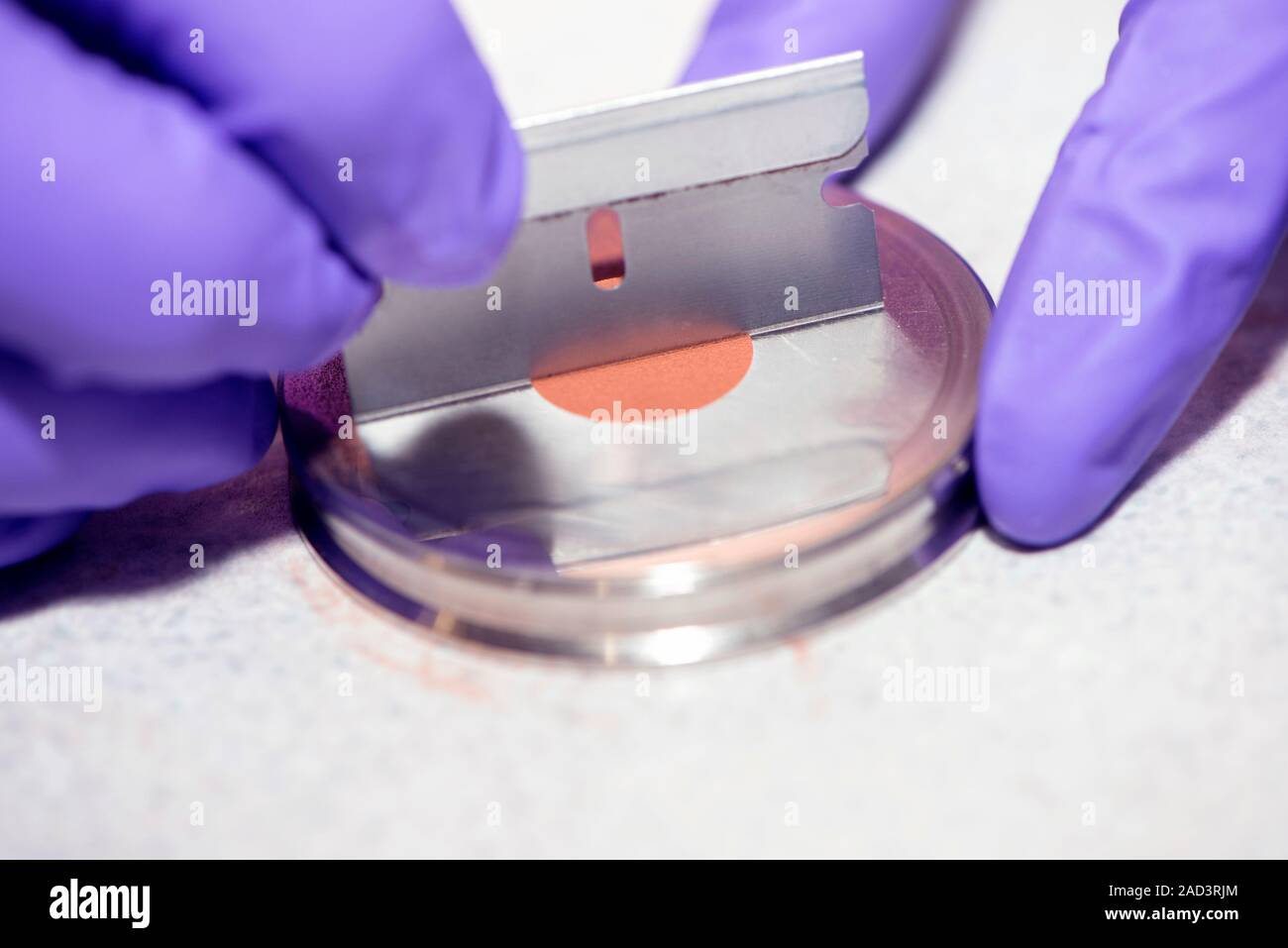 Forensic evidence analysis. Forensic scientist preparing a sample of ...