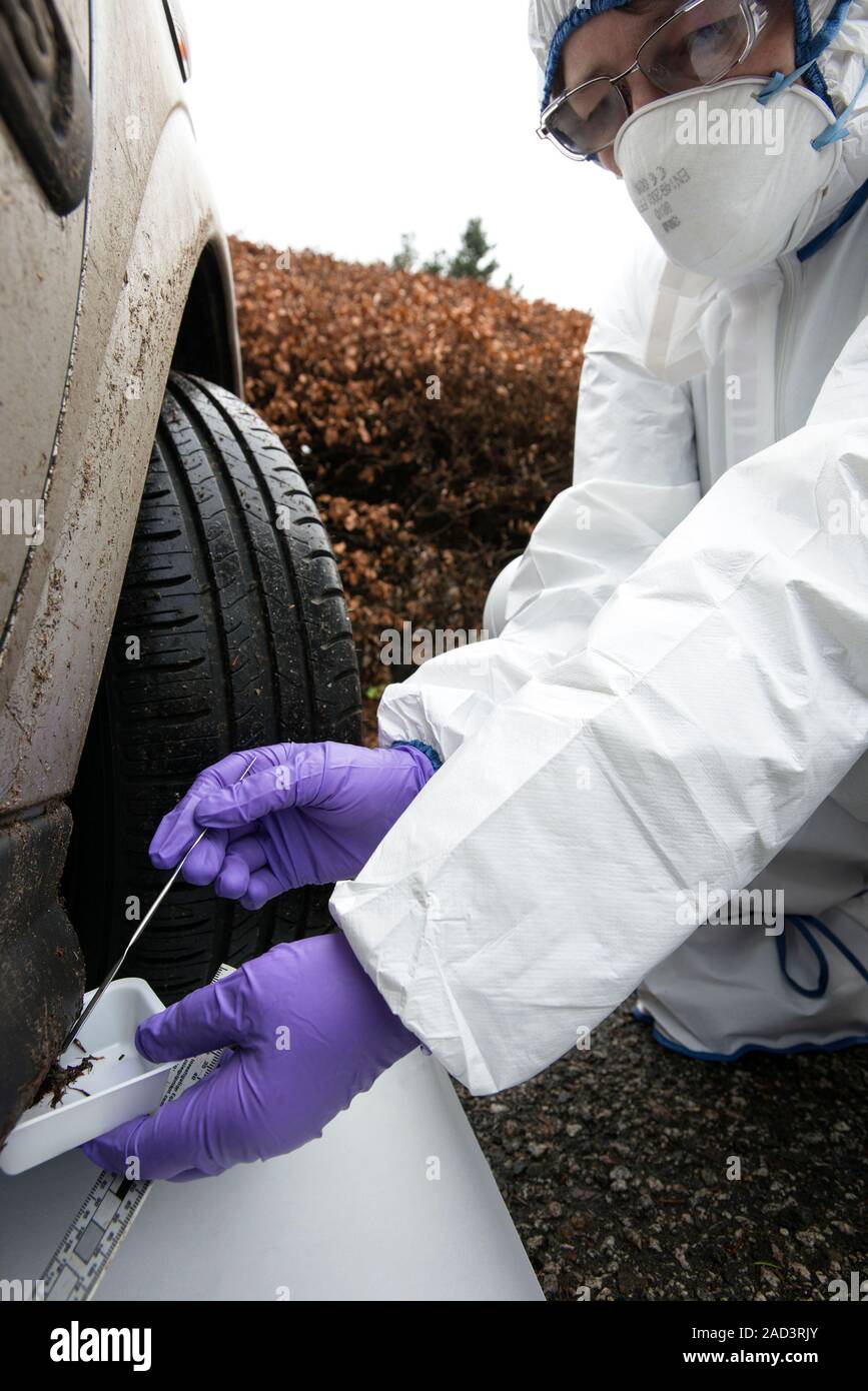 Collecting forensic evidence. Forensic scientist collecting a sample of ...