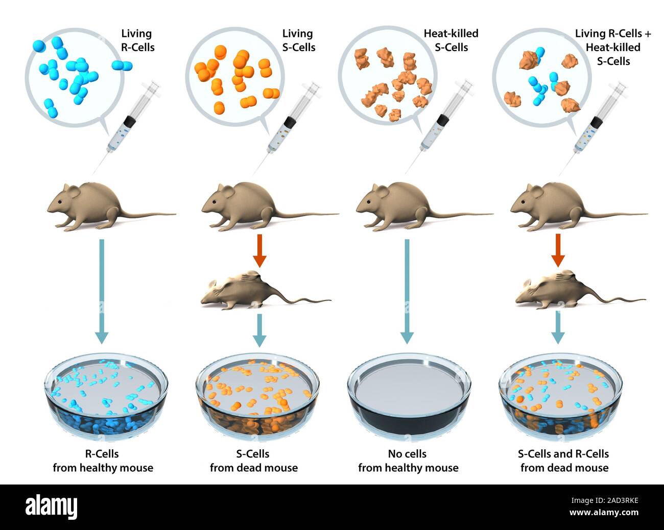 Griffith's experiment. Illustration of the experiment reported in 1928 ...