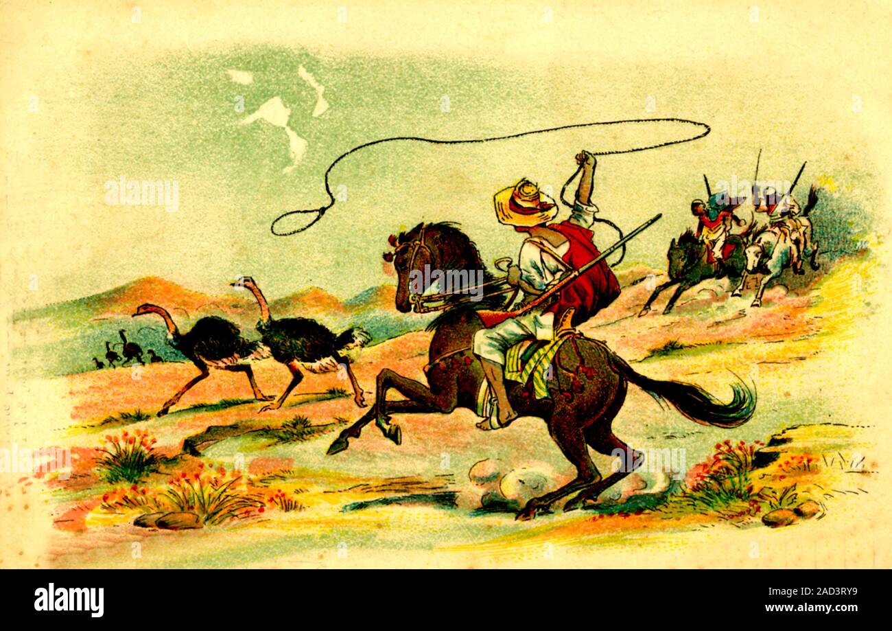 20th Century African ostrich hunters. 1902 illustration of men hunting ...