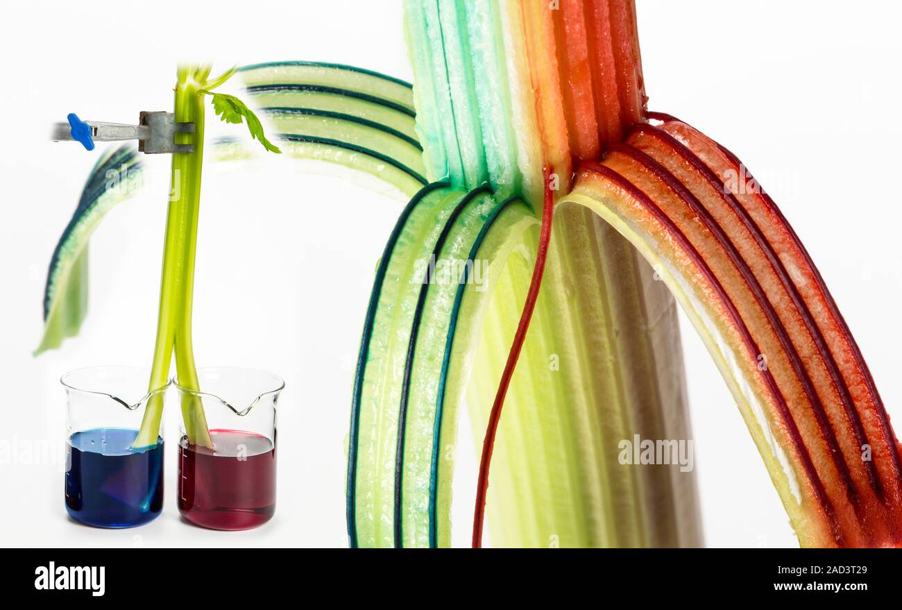 Transpiration in plants. A stick of celery is split and put in two ...