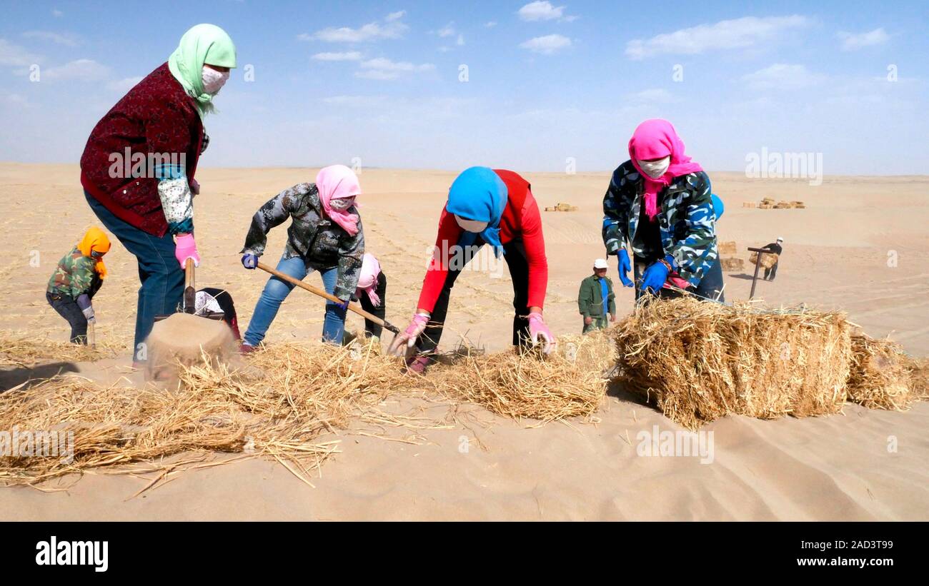 Desertification prevention. People laying squares of straw bales used ...