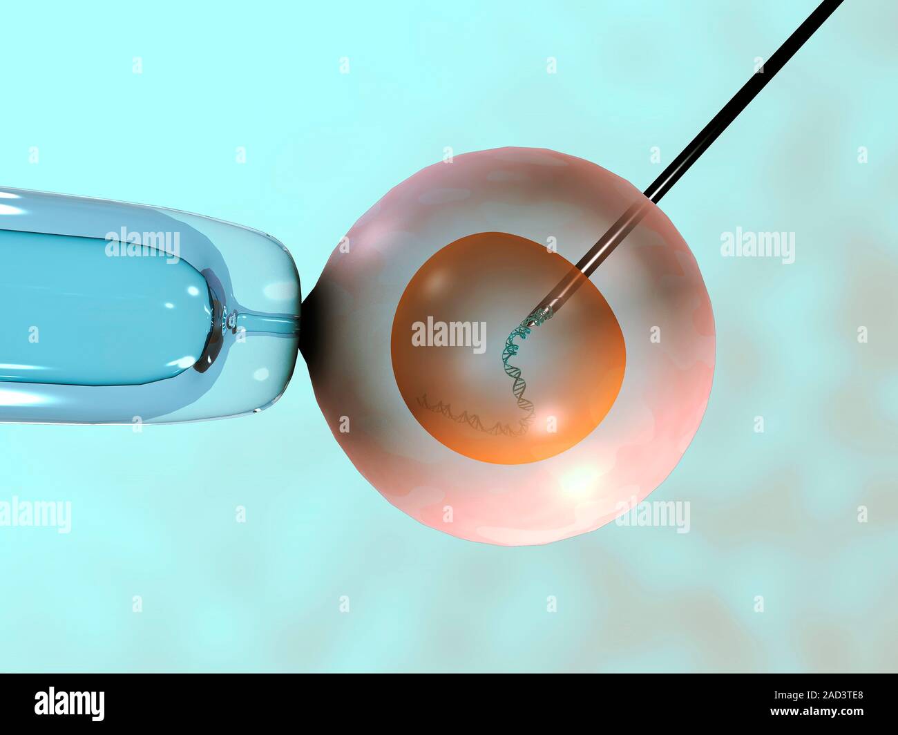 Genetic modification, conceptual image. Computer illustration ...