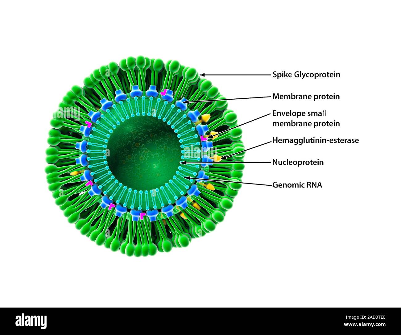 Zika virus. Computer illustration of a section through a zika virus ...