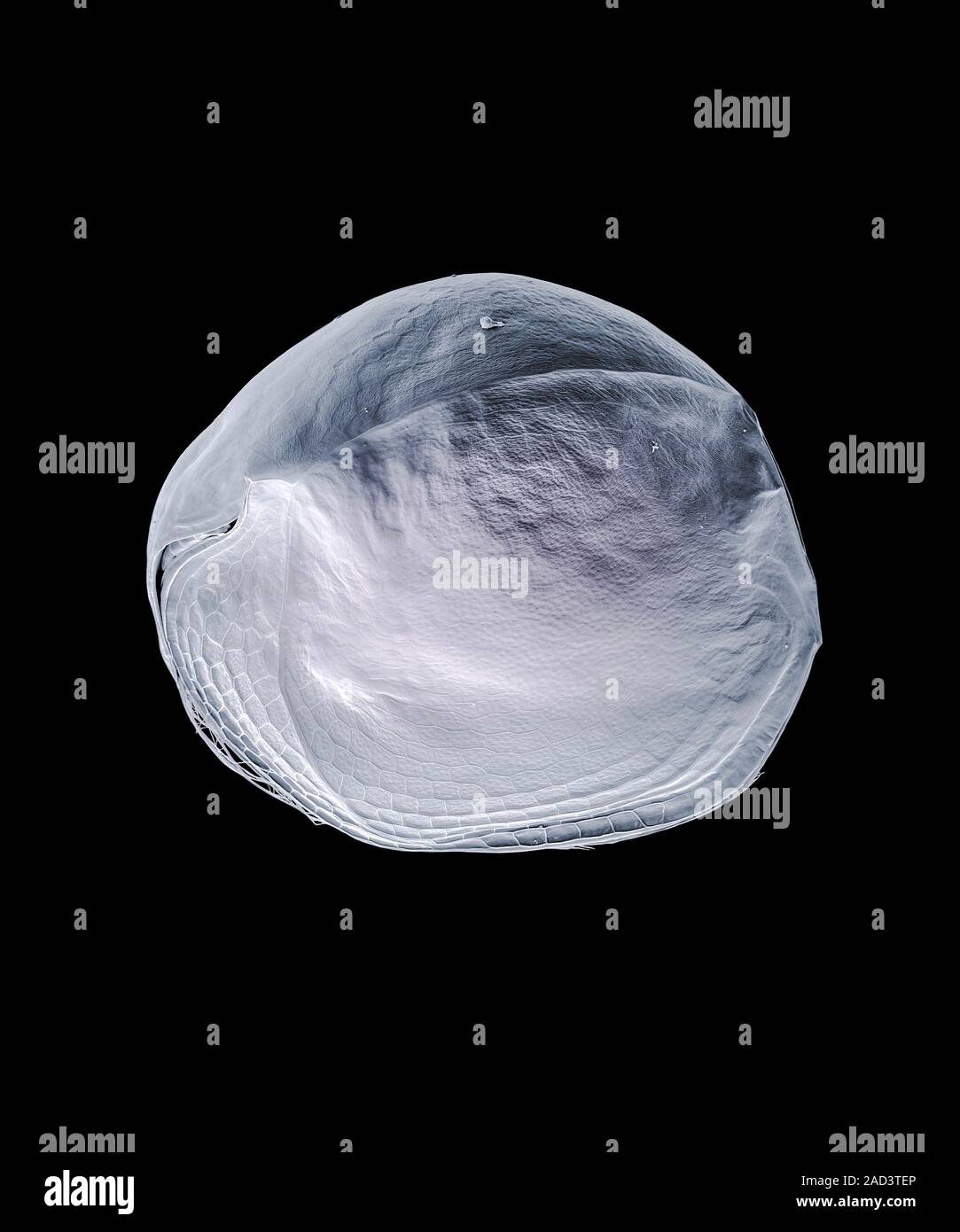 Water flea (Chydorus sphaericus). Coloured scanning electron micrograph ...