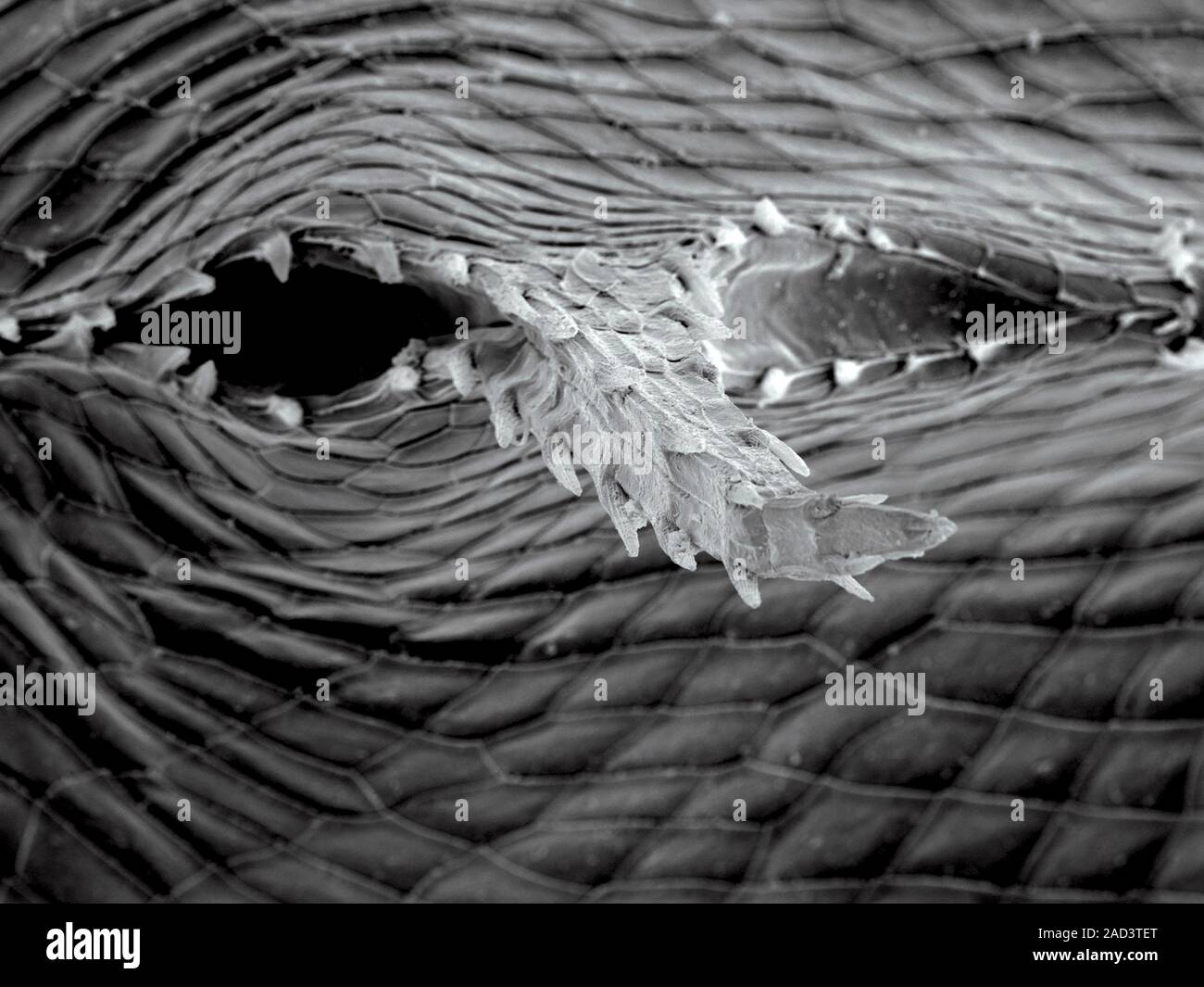 Water flea spina. Scanning electron micrograph (SEM) showing the spina ...