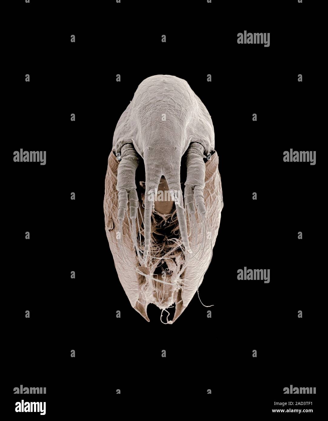 Water flea (Bosmina longirostris). Coloured scanning electron ...