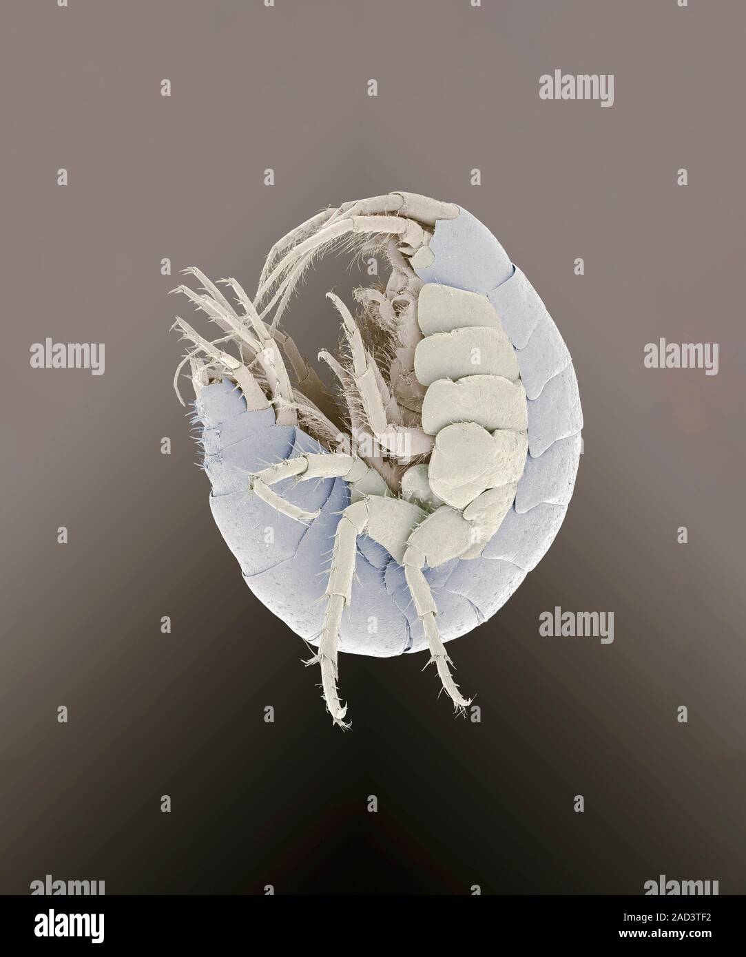 Amphipod crustacean. Coloured scanning electron micrograph (SEM) of a ...