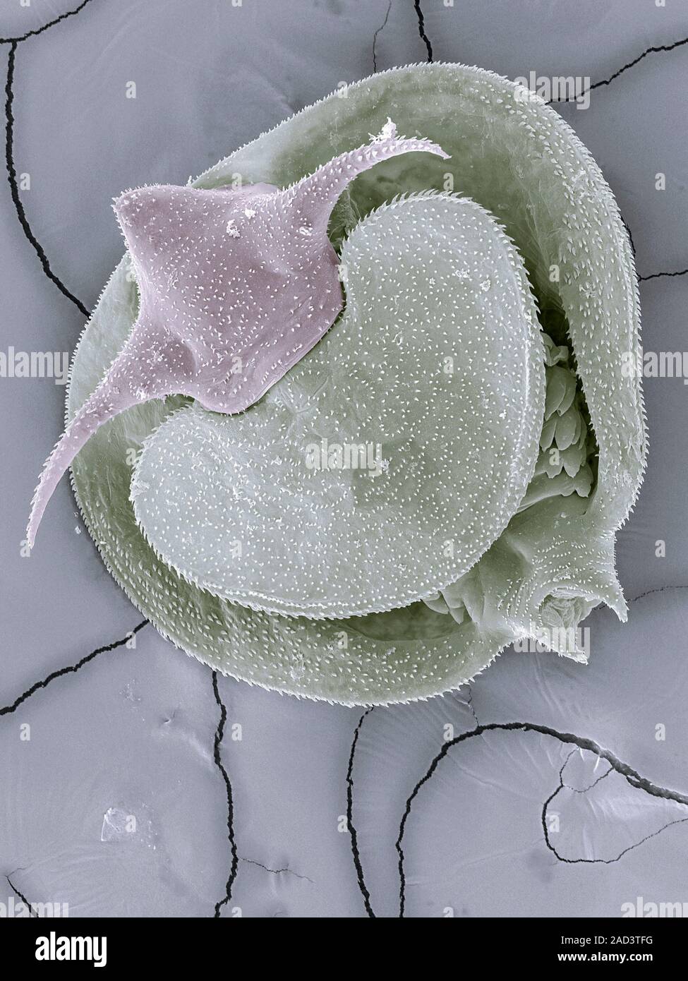 Clam shrimp larva. Coloured scanning electron micrograph (SEM) of the ...