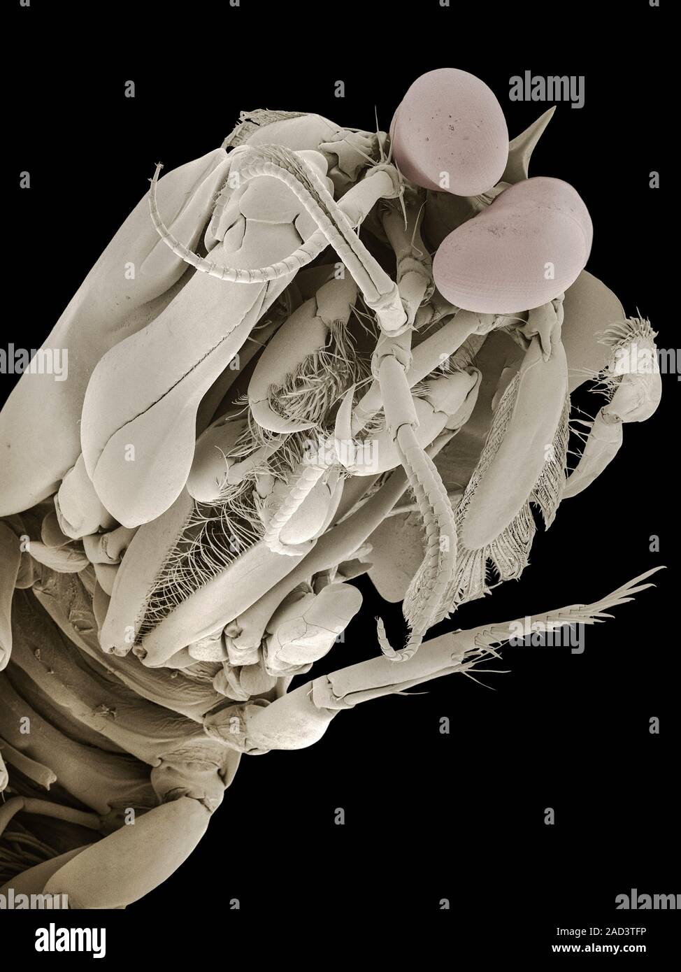 Mantis shrimp (Neogonodactylus bredini) head. Coloured scanning ...