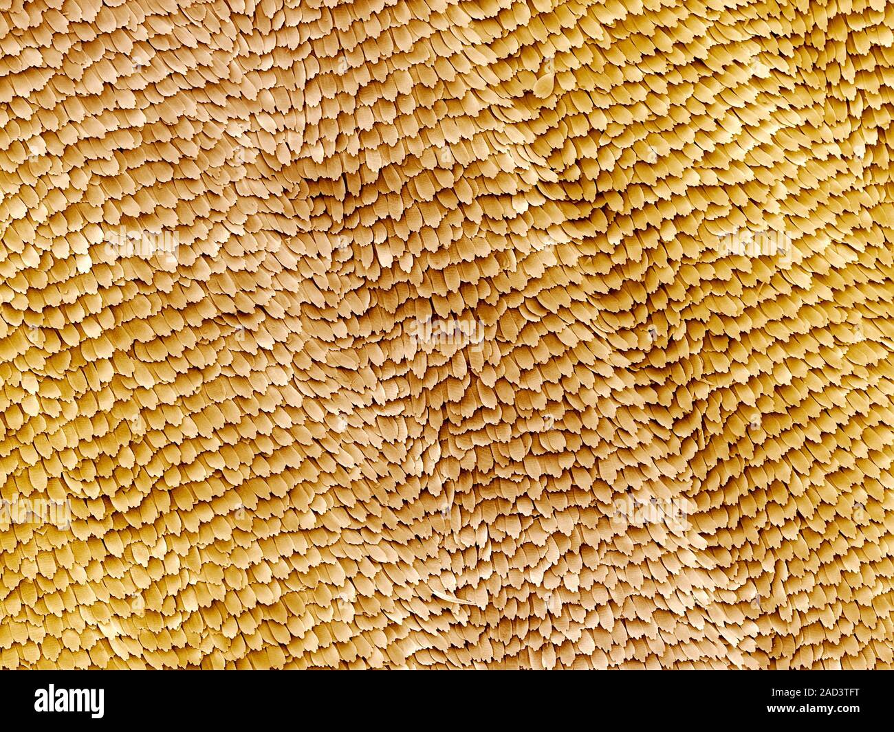 Butterfly wing scales. Coloured scanning electron micrograph (SEM) of ...