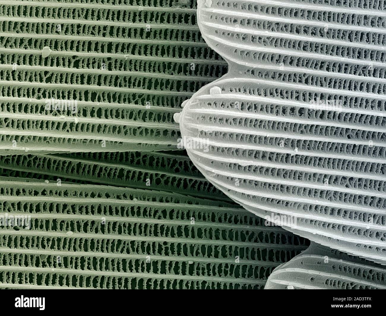 Butterfly wing scales. Coloured scanning electron micrograph (SEM) of ...