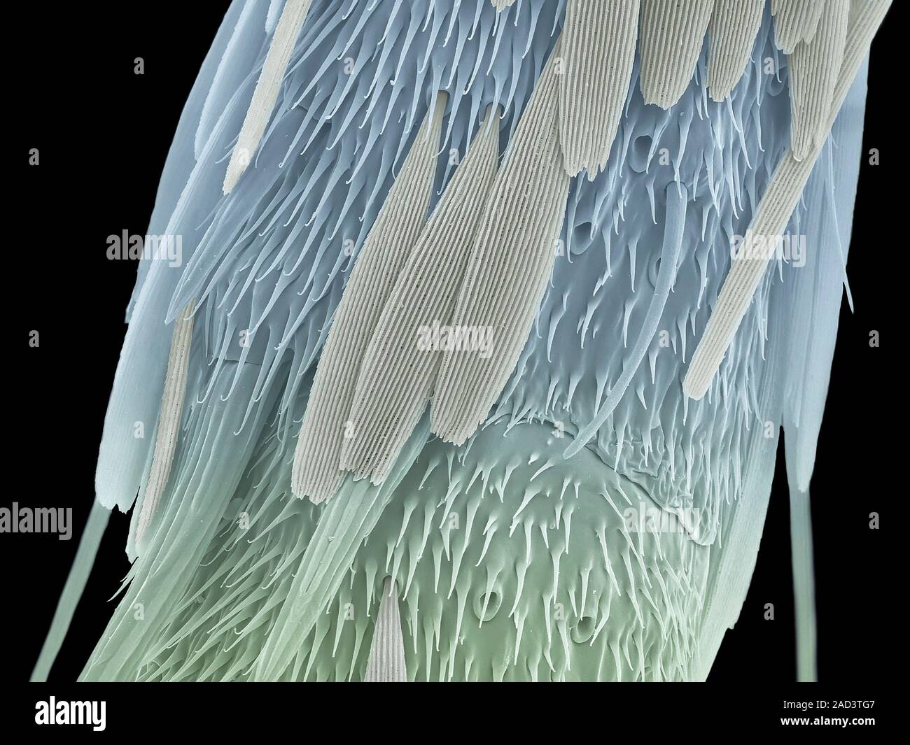 Butterfly leg. Coloured scanning electron micrograph (SEM) of the leg ...