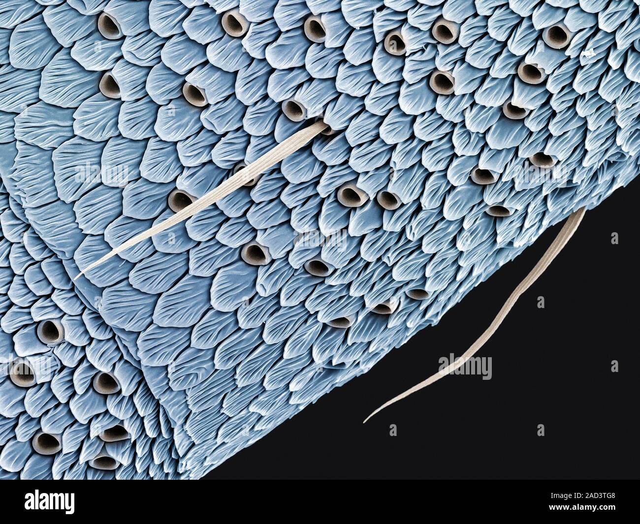 Butterfly antenna. Coloured scanning electron micrograph (SEM) of an ...