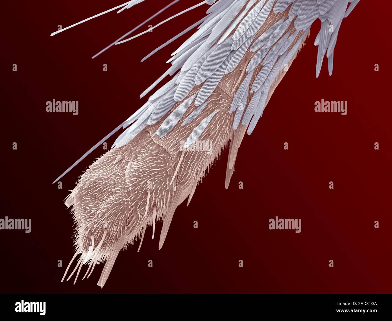 Butterfly leg. Coloured scanning electron micrograph (SEM) of the leg ...
