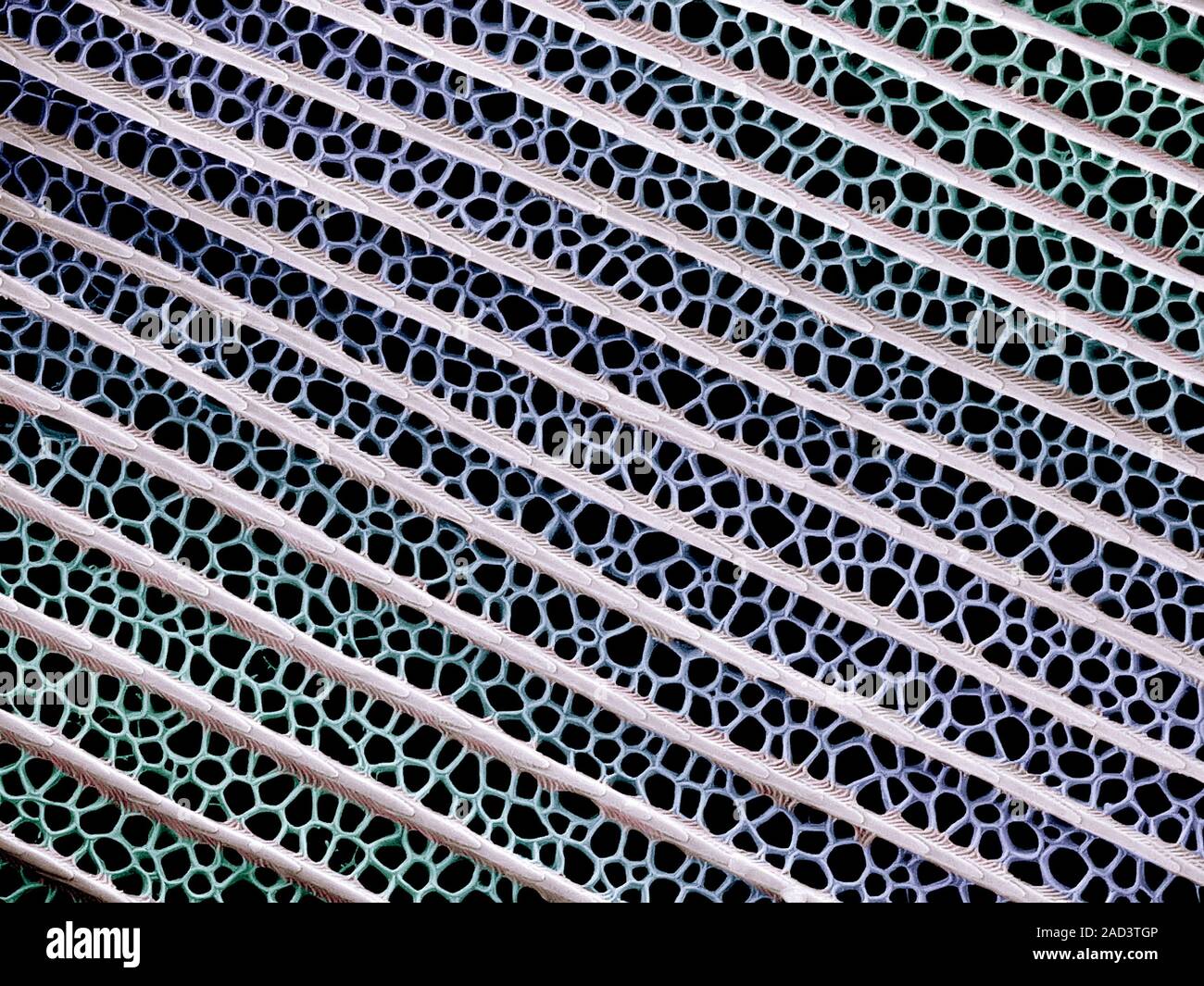 Butterfly wing scales. Coloured scanning electron micrograph (SEM) of a ...