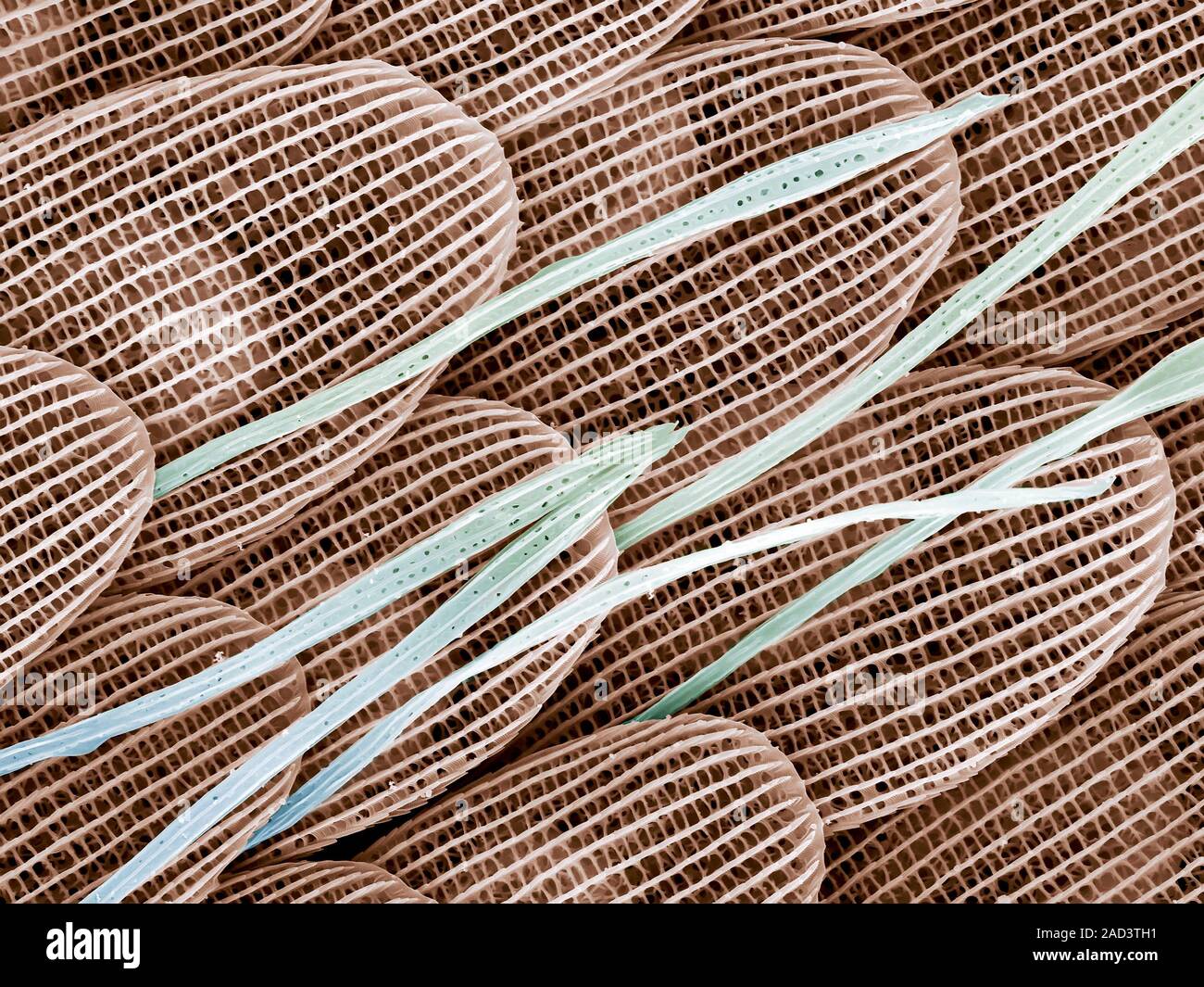 Butterfly wing scales. Coloured scanning electron micrograph (SEM) of ...