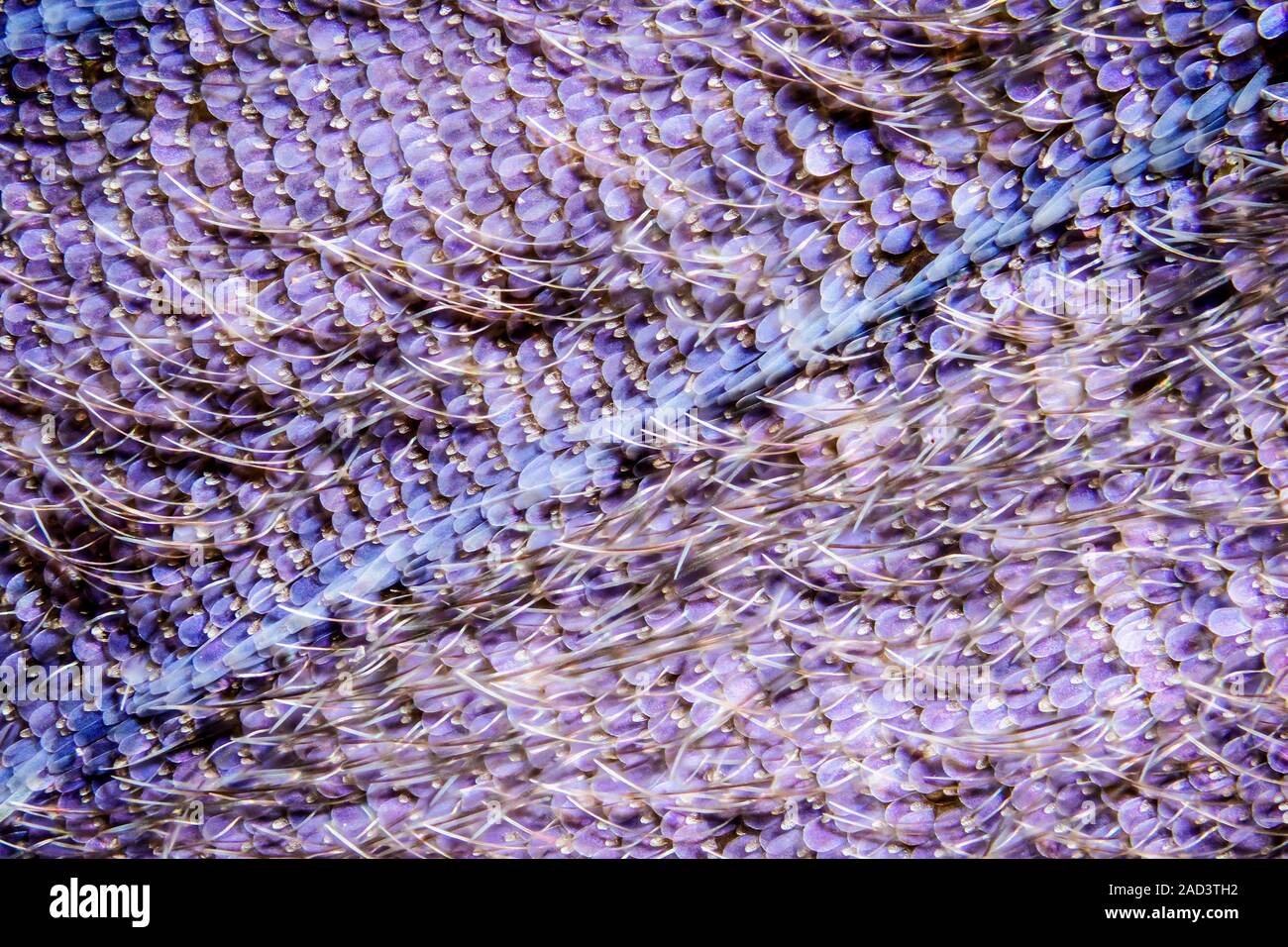 Butterfly wing scales. Coloured scanning electron micrograph (SEM) of ...