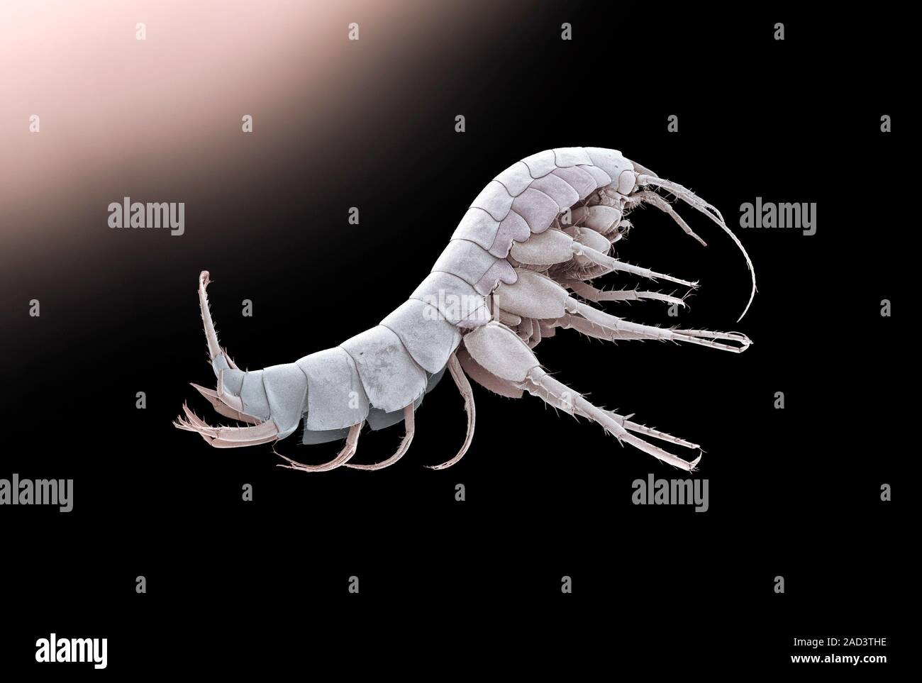 Cave shrimp. Coloured scanning electron micrograph (SEM) of a cave ...