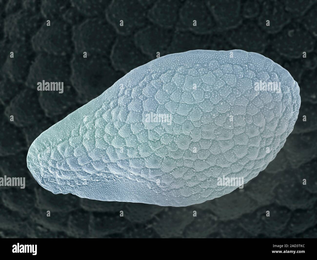 Madwort (Asperugo procumbens) seed. Coloured scanning electron ...