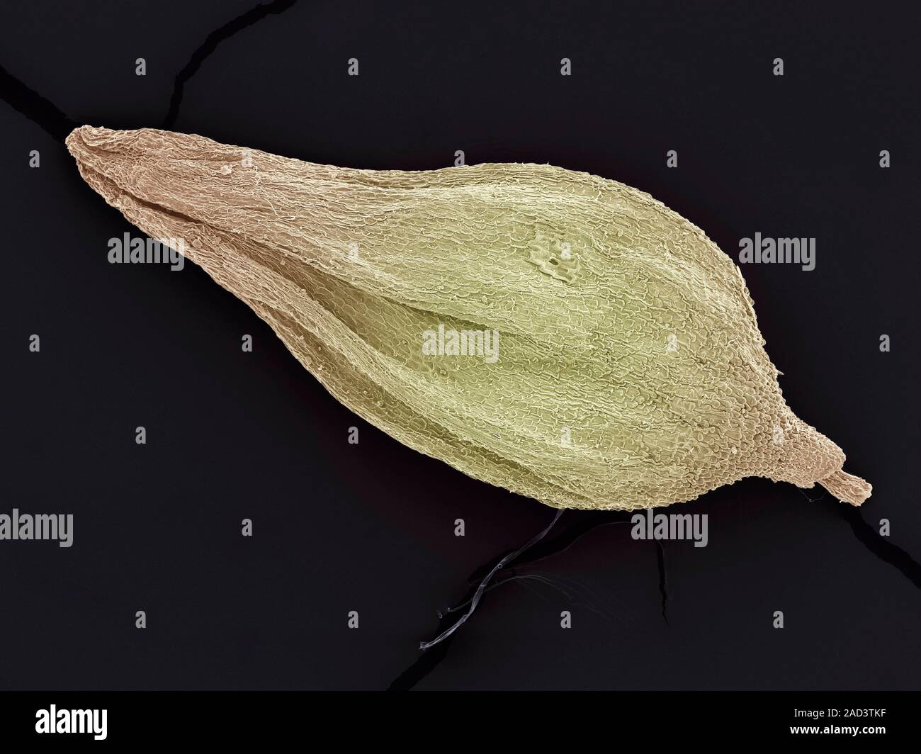 Sedge (Carex buekii) seed. Coloured scanning electron micrograph of a ...