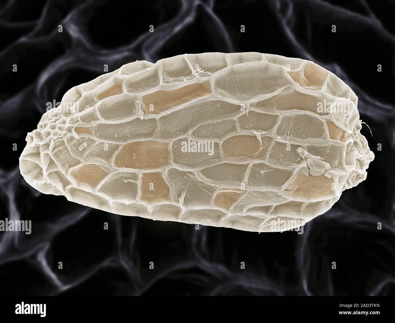 Gratiole (Gratiola officinalis) seed. Coloured scanning electron ...