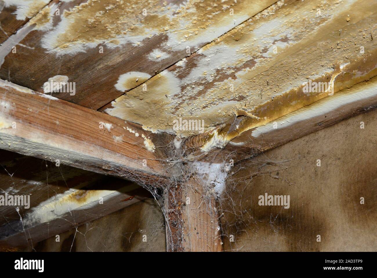 Wet rot affecting a wooden roof. Wet rot is caused by various fungi ...