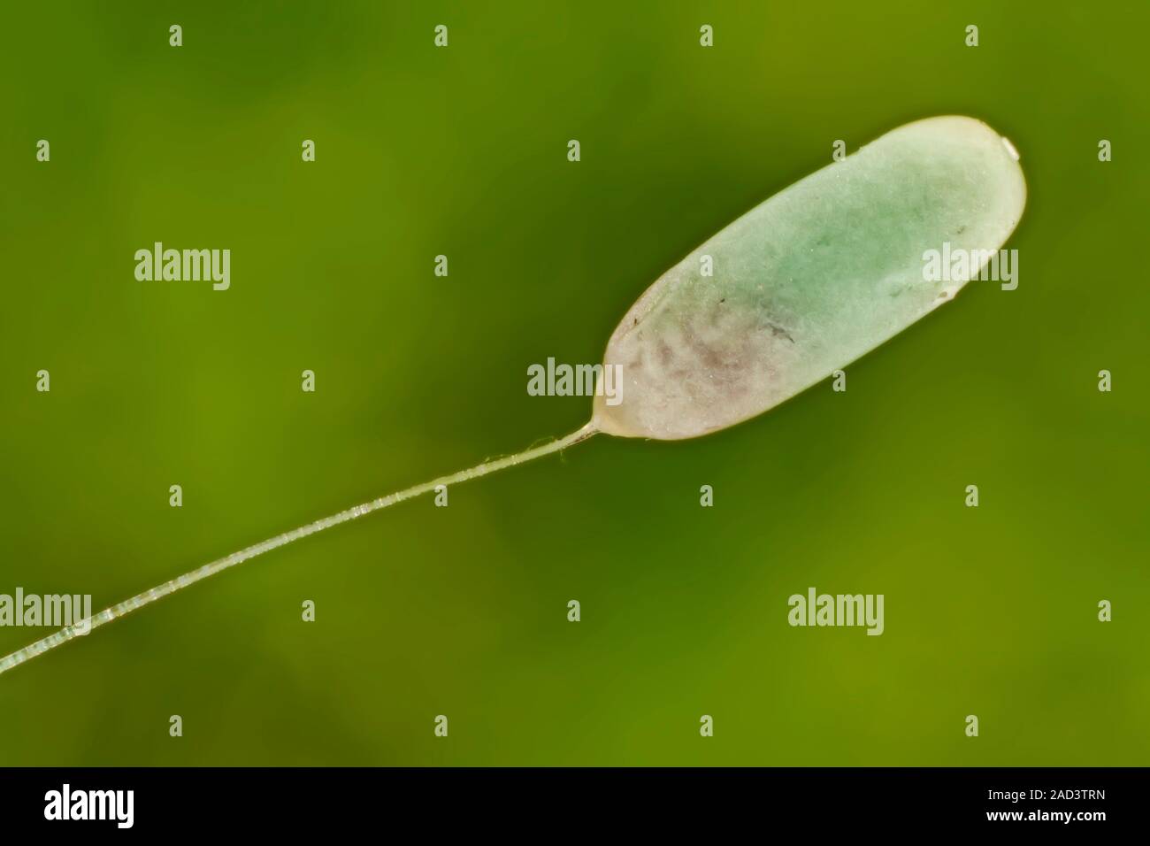 LM of a common green lacewing (Chrysoperla carnea) egg, above the ...
