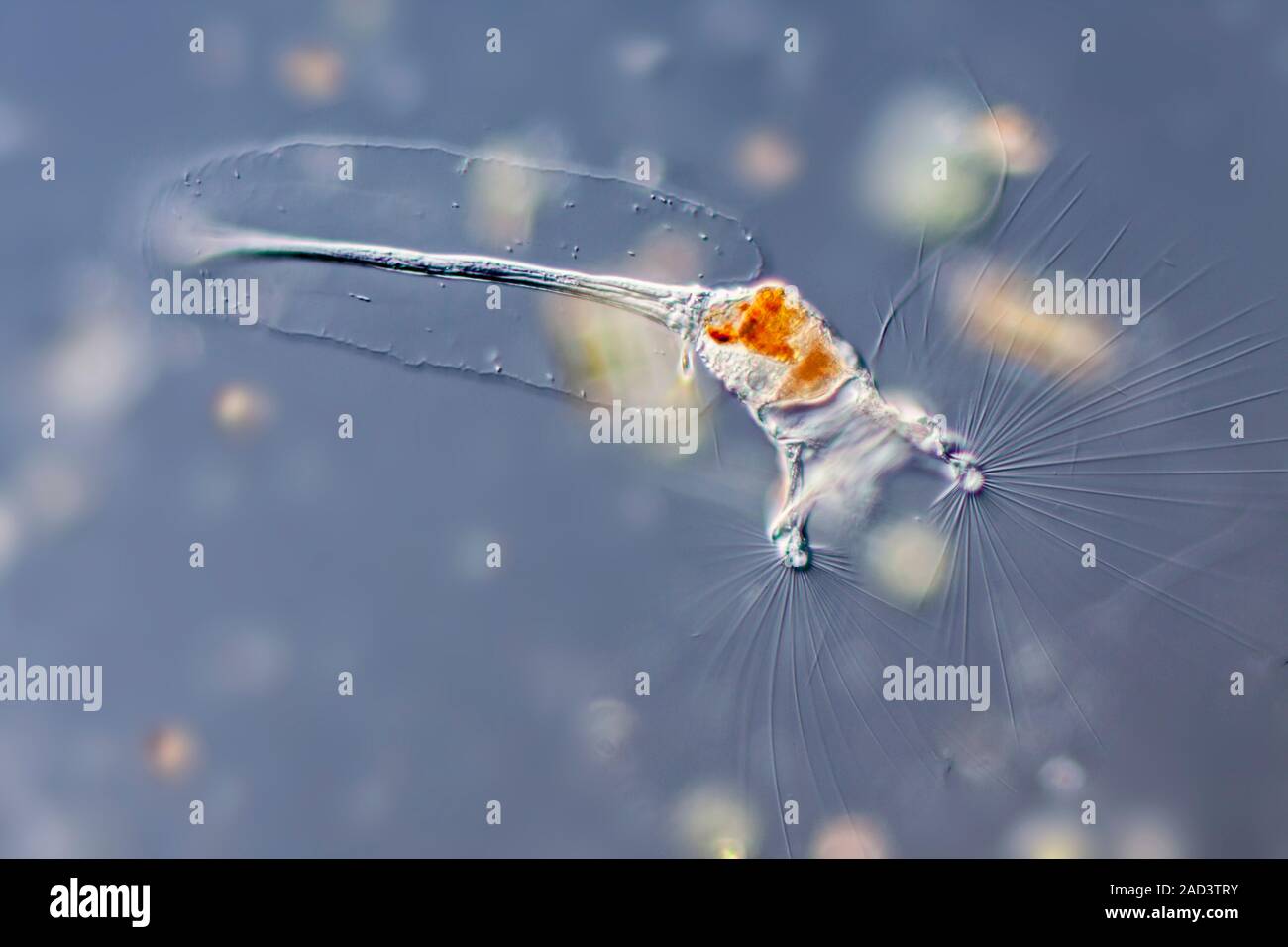 Light micrograph of Collotheca sp. rotifer on an Aufwuchs"-slide ...