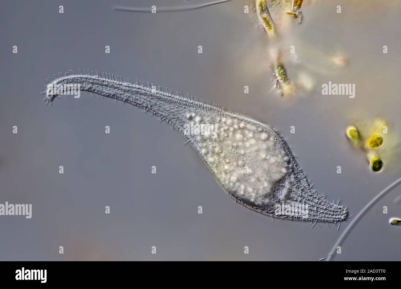 Light micrograph of Litonotus cygnus ciliate out of a freshwater ...