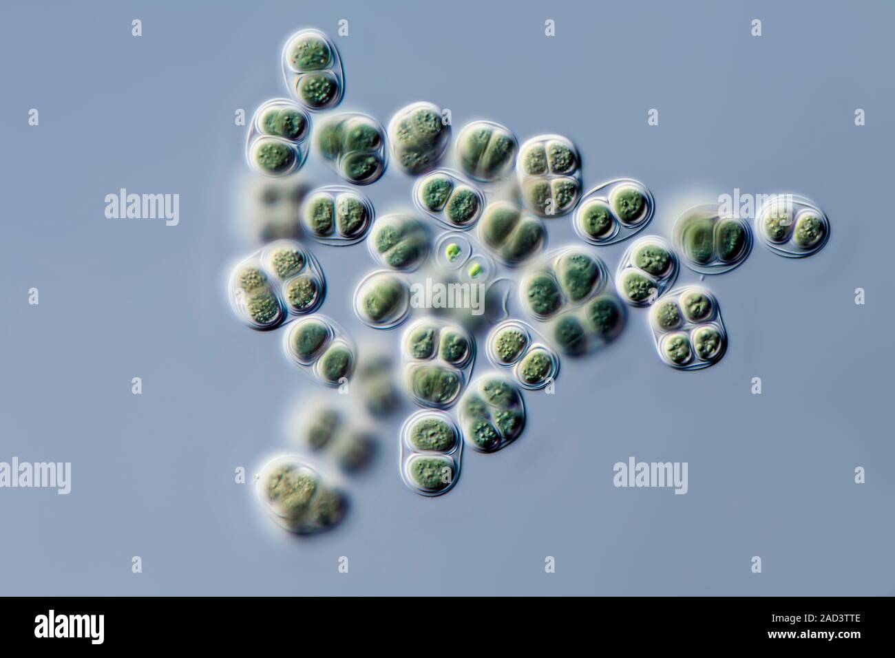 Chroococcus turgidus cyanobacteria from a wet wall habitat on a moist ...