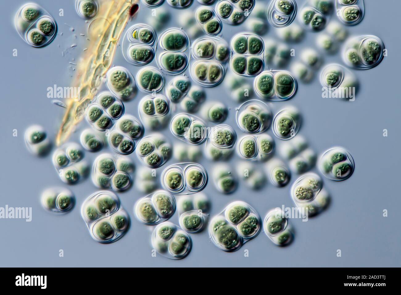 Chroococcus turgidus cyanobacteria from a wet wall habitat on a moist ...