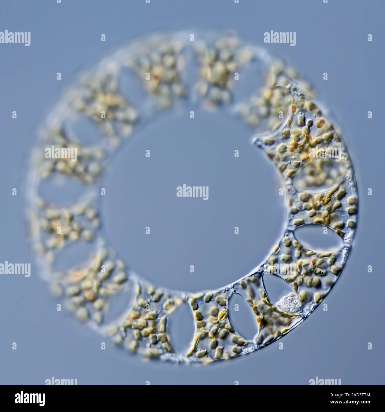 Light micrograph of Eucampia sp. marine diatom forming spiraled ...