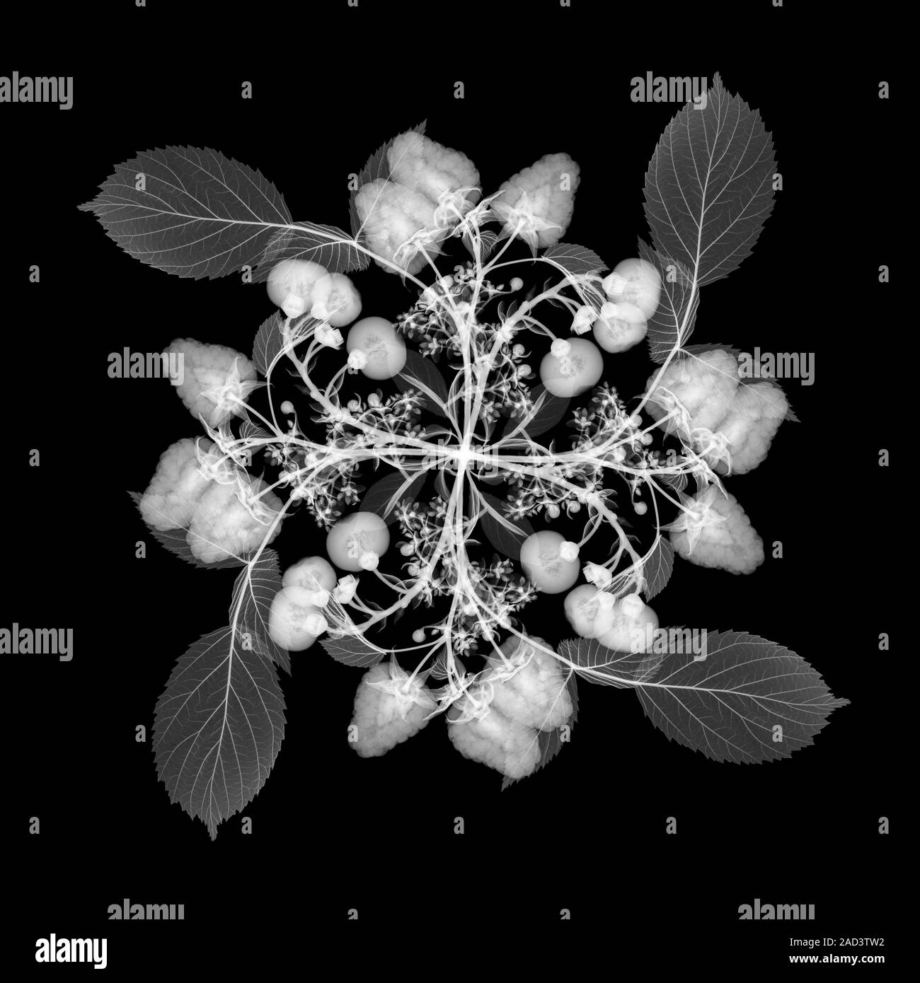 X-ray of blueberry (Vaccinium sp., round), raspberry (Rubus sp ...