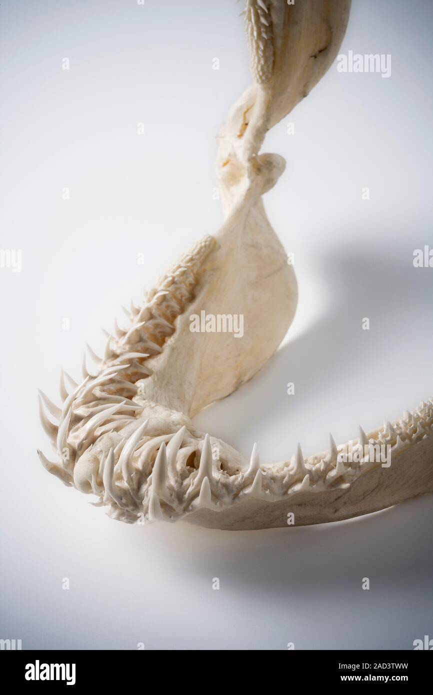 Shark jaw. Close-up of a jaw from a shark, showing the rows of sharp ...