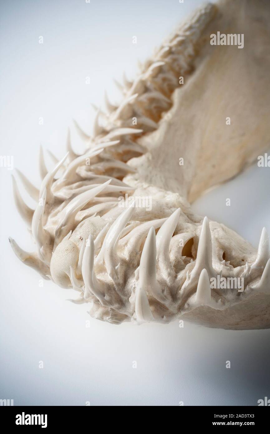 Shark jaw. Close-up of a jaw from a shark, showing the rows of sharp ...