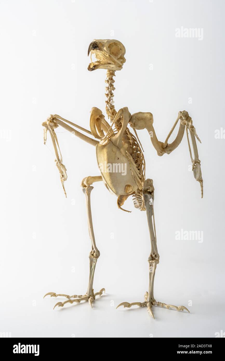 Peregrine falcon (Falco peregrinus) skeleton. These birds of prey ...