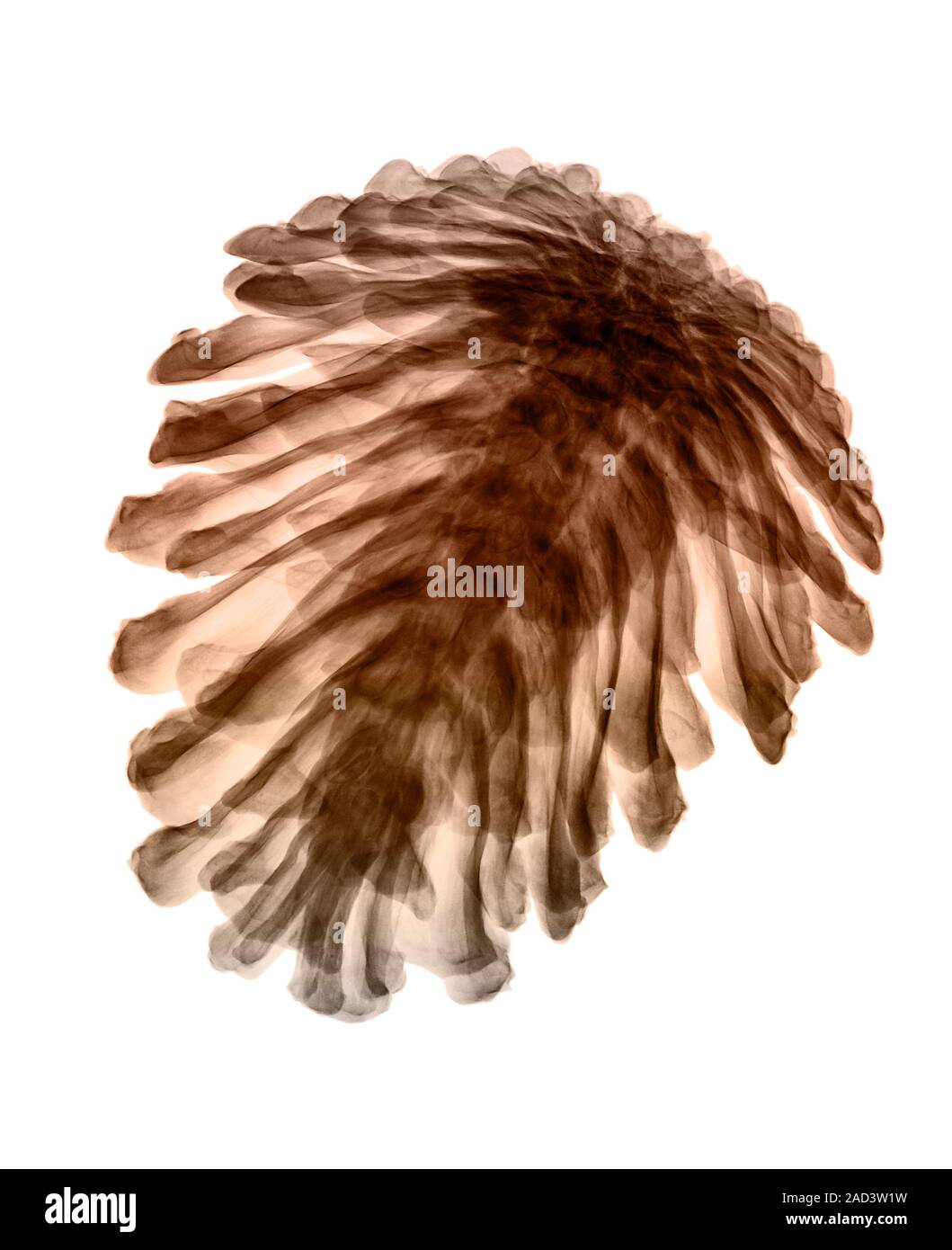 Pine cone. X-ray of a cone from a pine (Pinus sp.) tree Stock Photo - Alamy